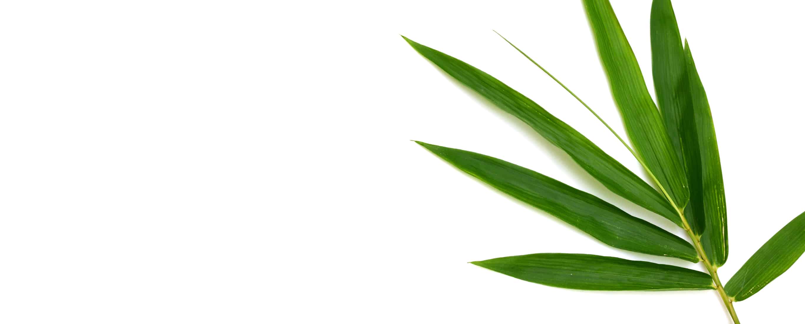 STYLING – Surface Hair